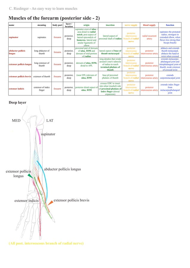 An easy way to learn upper limb muscles | PDF