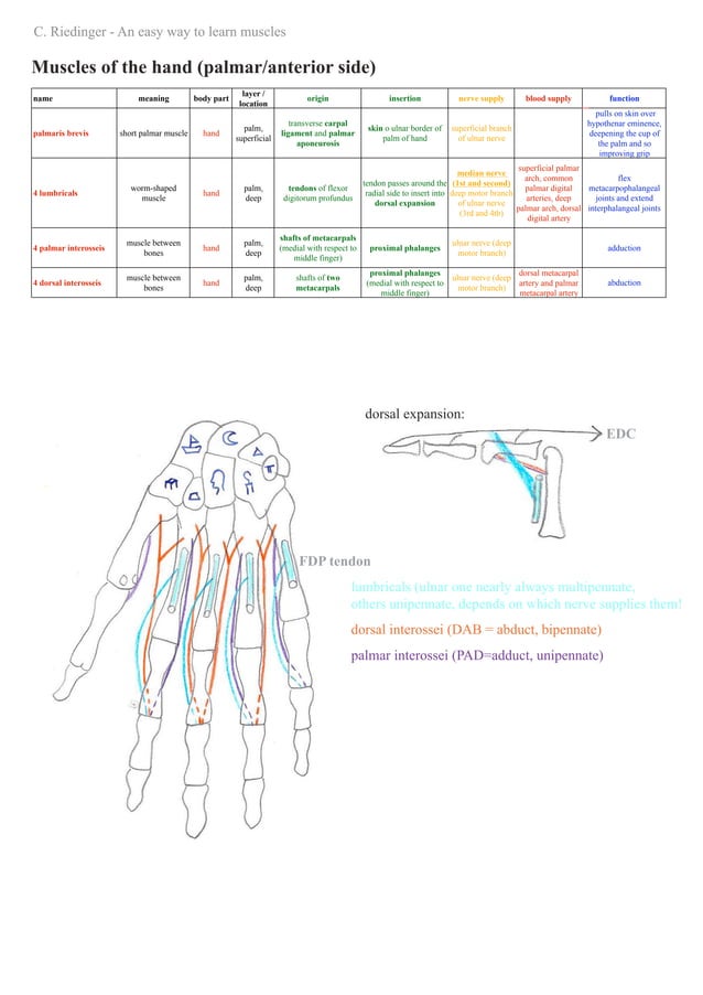 An easy way to learn upper limb muscles | PDF