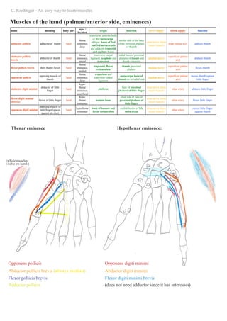An easy way to learn upper limb muscles | PDF
