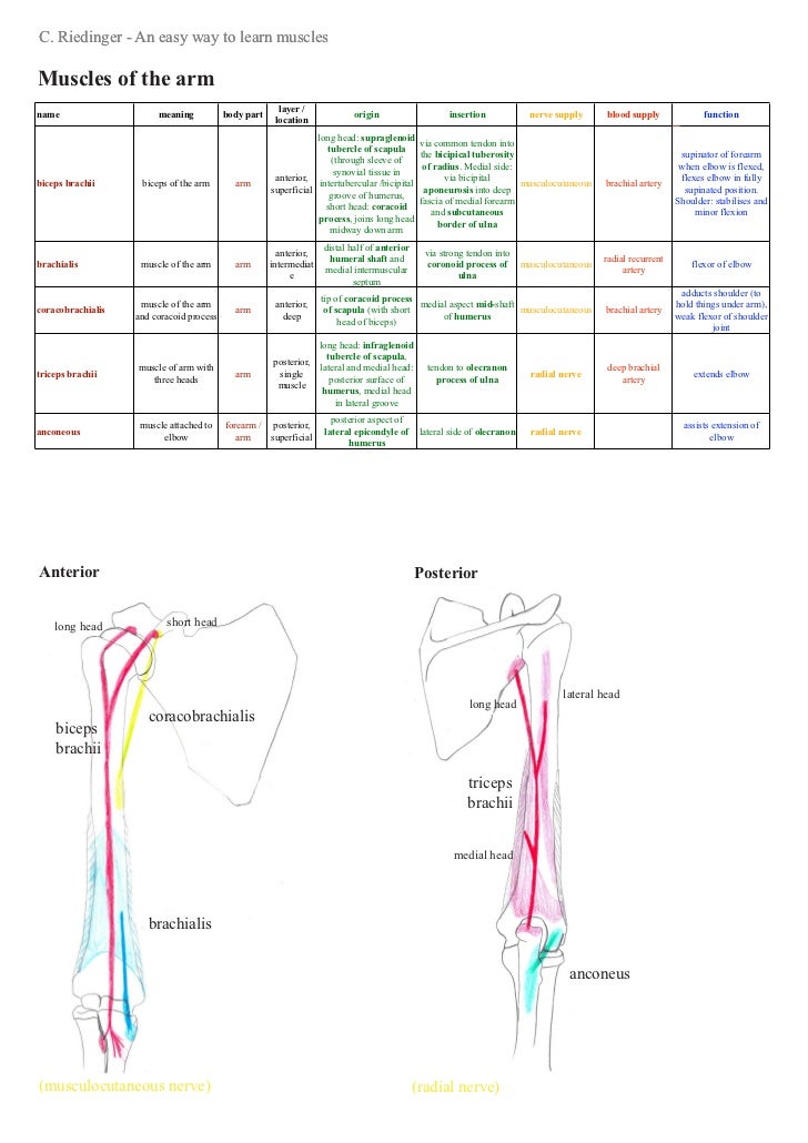 An Easy Way To Learn Upper Limb Muscles An Easy Way To Learn Upper Limb Muscles