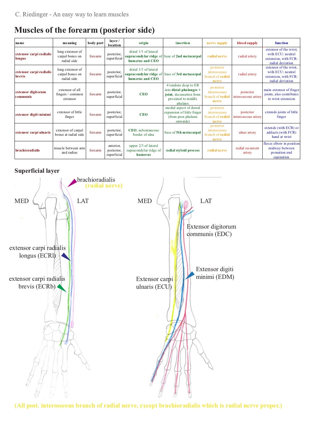 An easy way to learn upper limb muscles