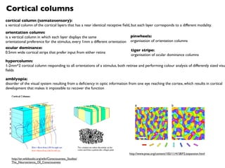 Overview of Visual Pathway and Processing | PDF