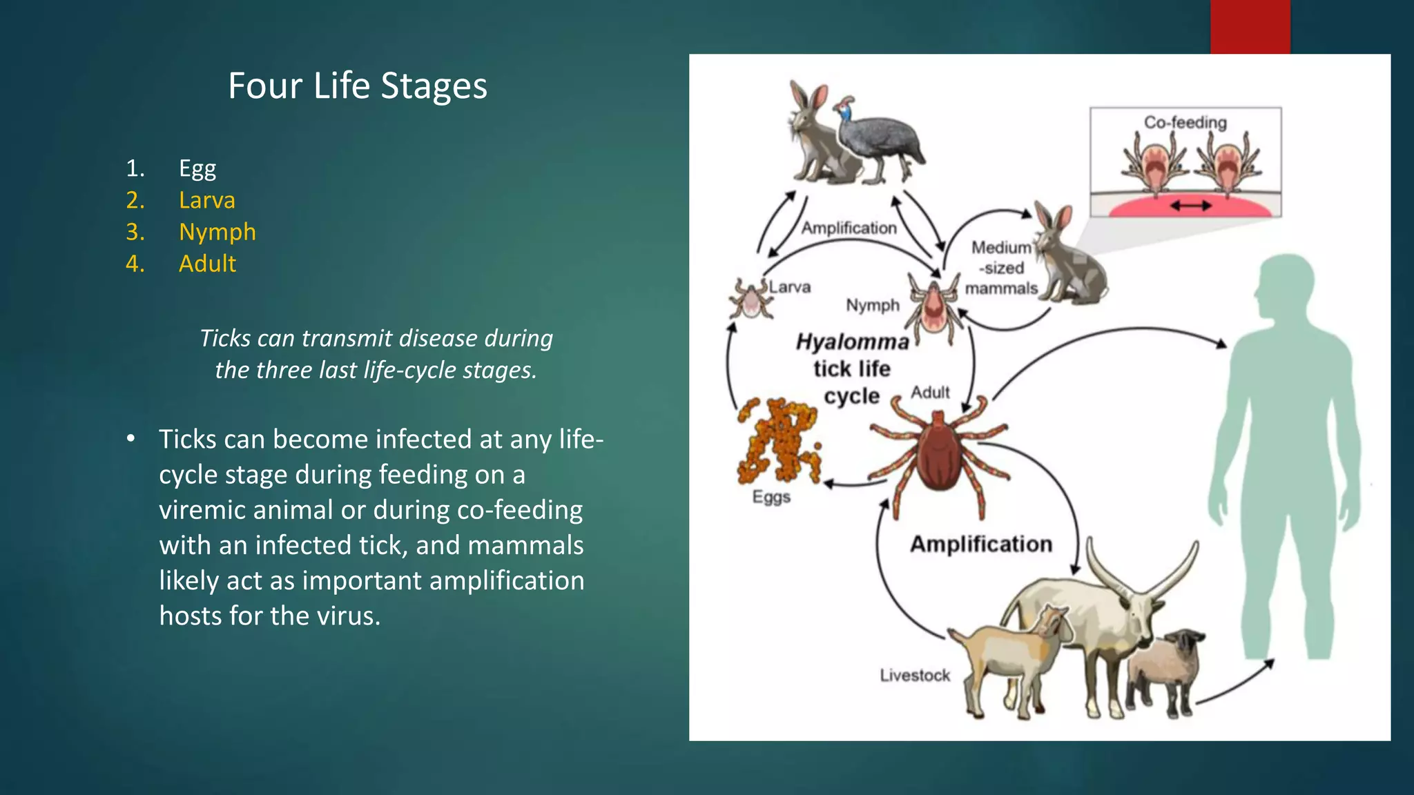 Crimean-Congo-Hemorrhagic-Fever.ppt