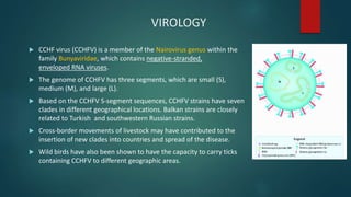 Crimean-Congo-Hemorrhagic-Fever.ppt