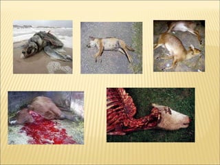 Crime scene investigation | PDF