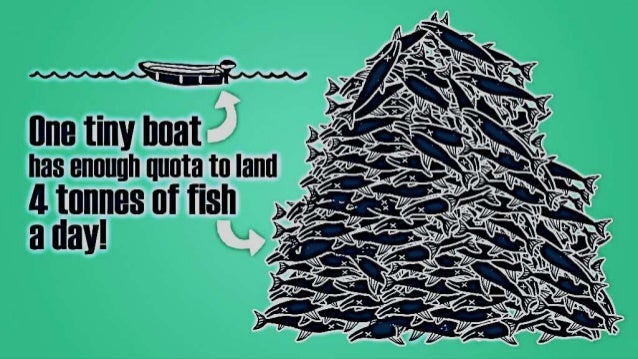 Investigating fishing quotas - Crina Boros