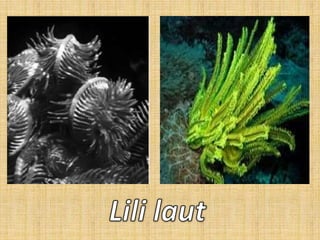 Crinoidea (lili laut) | PPTX