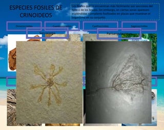 Crinoideos | PPTX