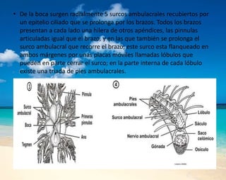 Crinoideos | PPTX