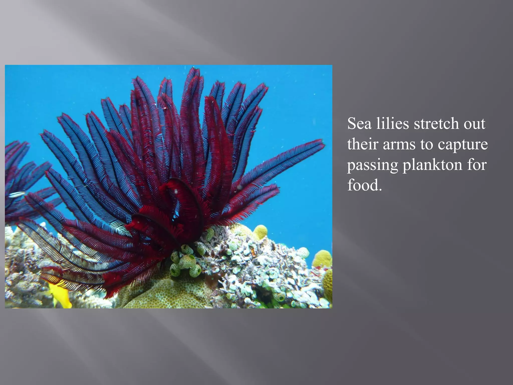Crinoids & Sea star notes | PPT