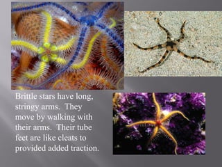Crinoids & Sea star notes | PPT