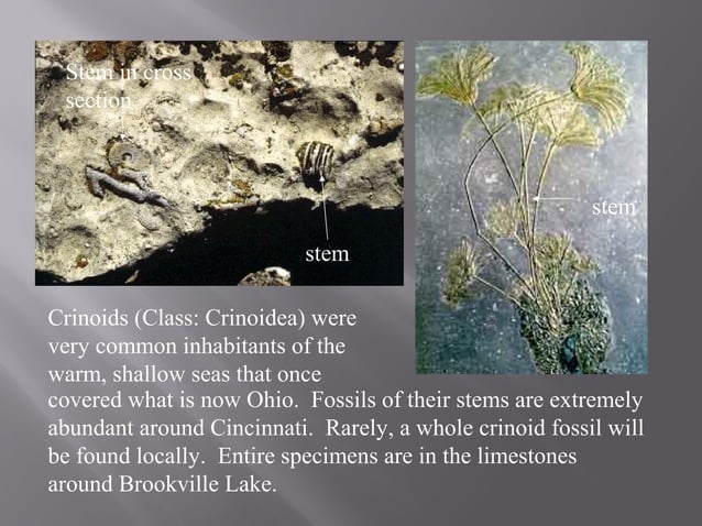 Crinoids & Sea star notes | PPT