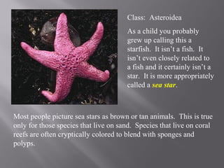 Crinoids & Sea star notes | PPT
