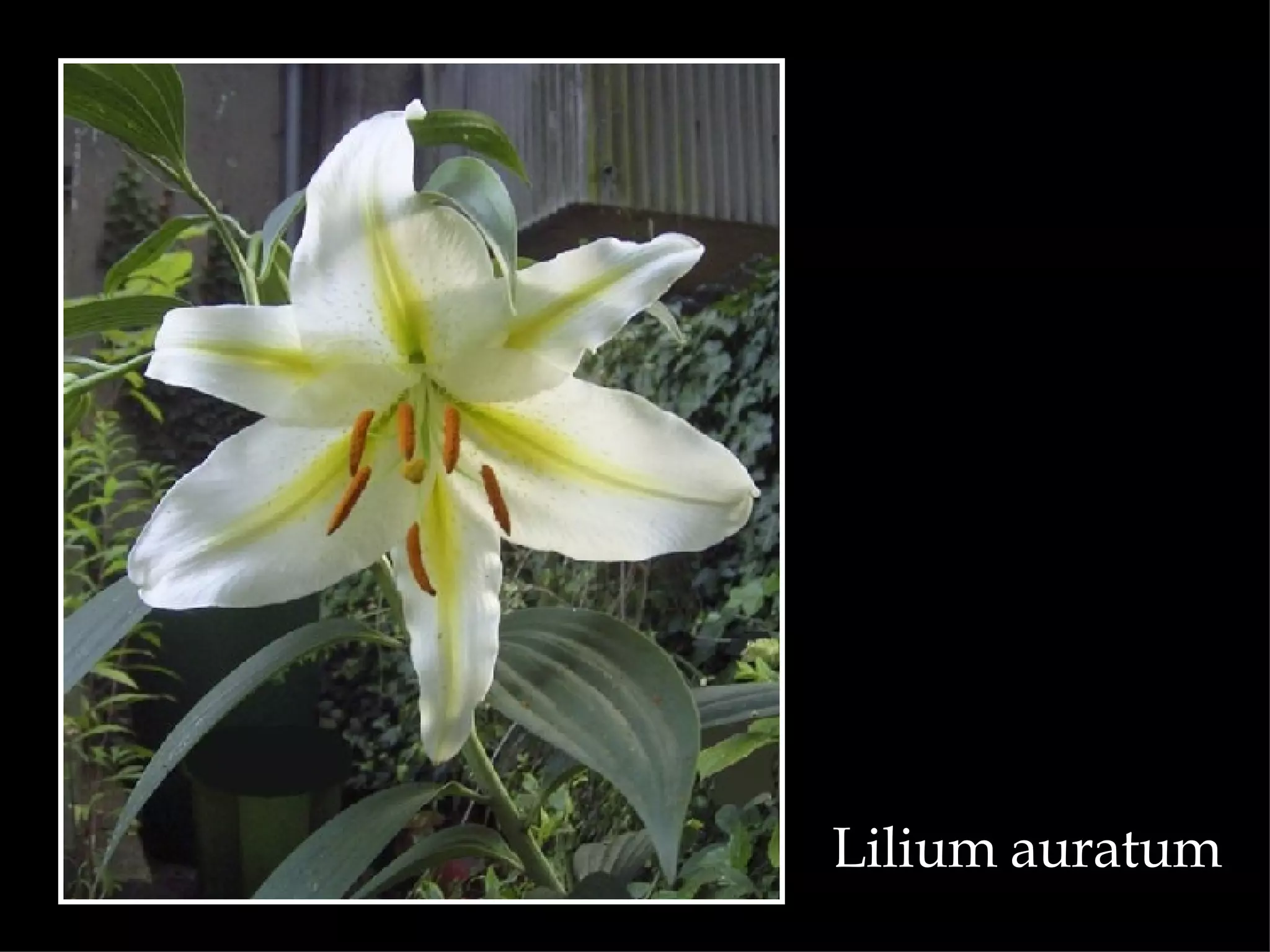 Crinul , Legenda Si Simbol | PPS