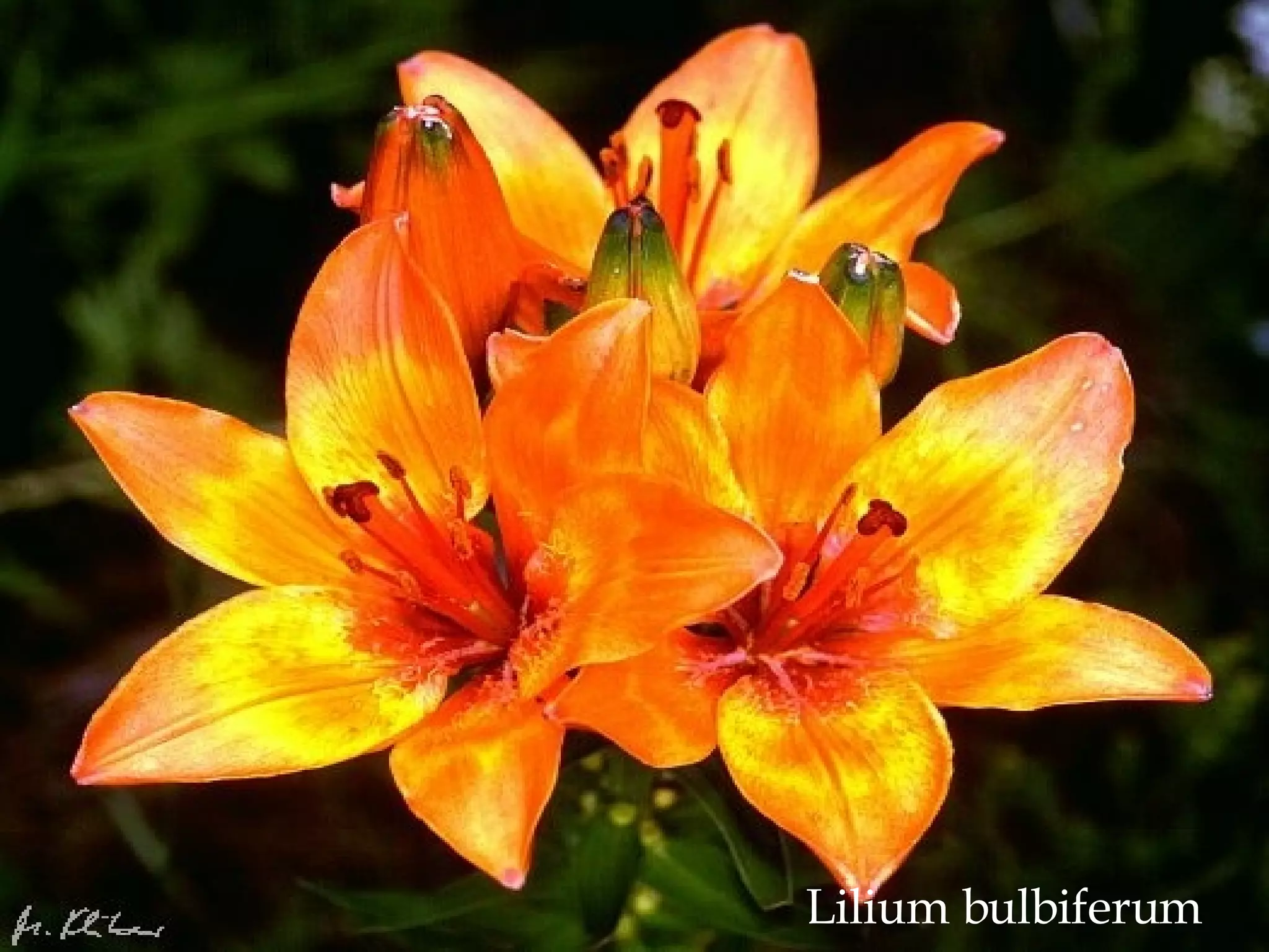 Crinul , Legenda Si Simbol | PPS