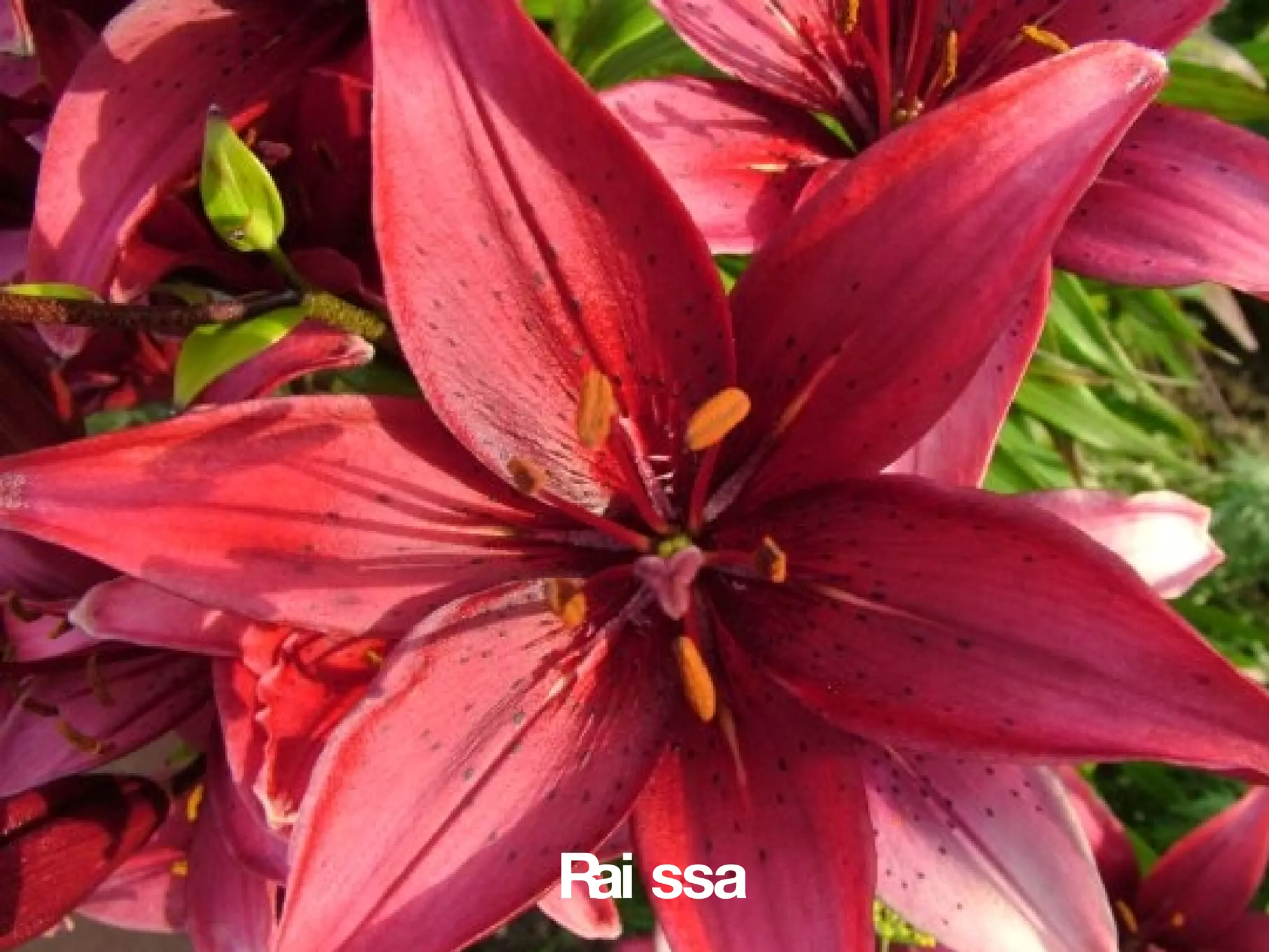 Crinul , Legenda Si Simbol | PPT