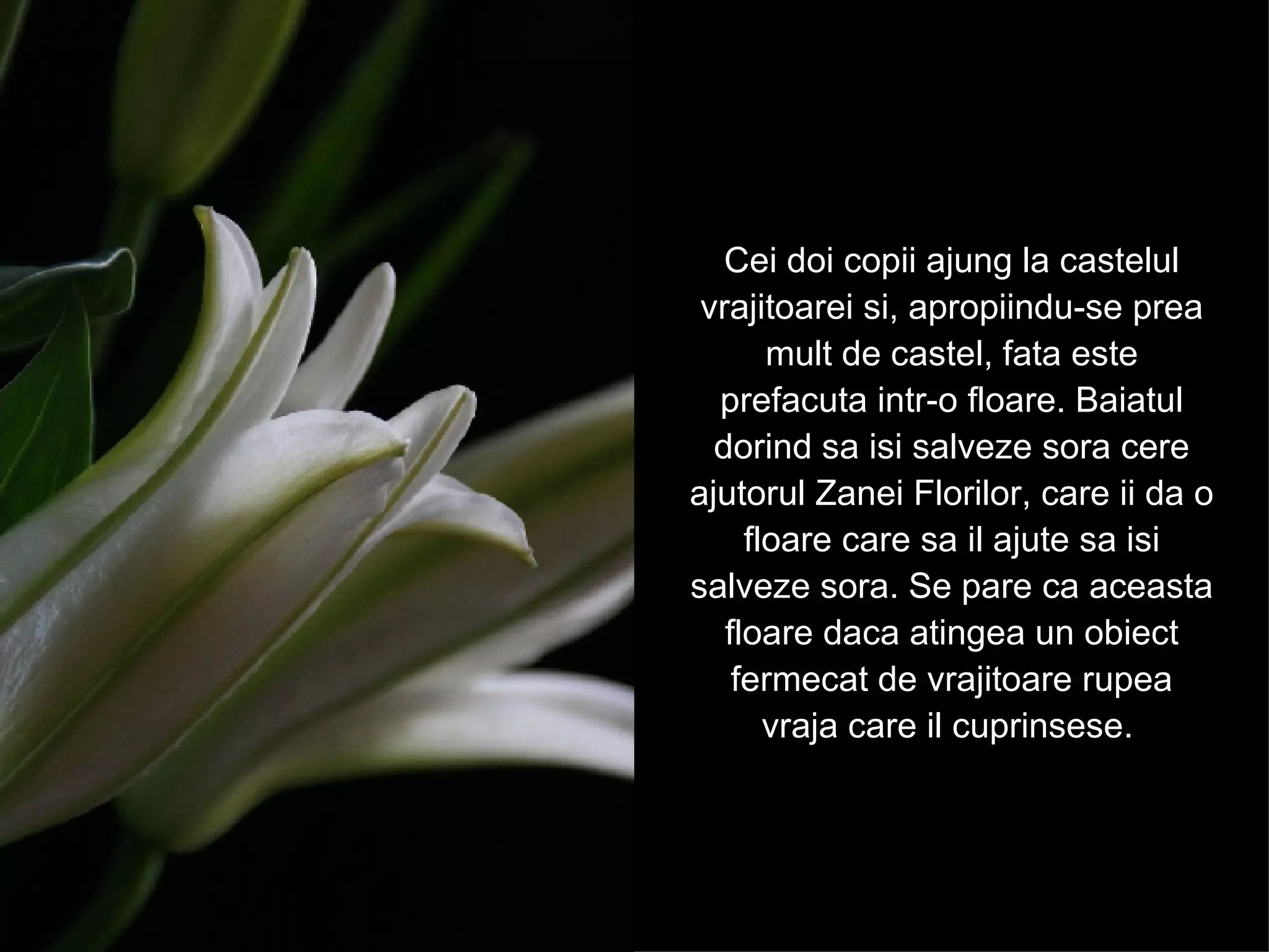 Crinul , Legenda Si Simbol | PPT