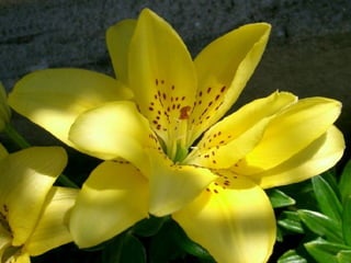 Crinul , Legenda Si Simbol | PPS