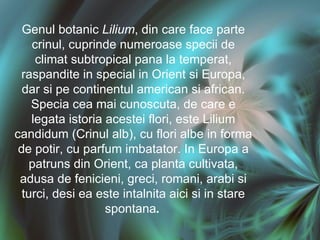 Crinul , Legenda Si Simbol | PPS