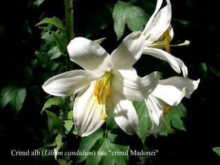 Crinul , Legenda Si Simbol | PPT