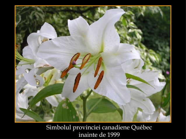 Crinul , Legenda Si Simbol | PPT