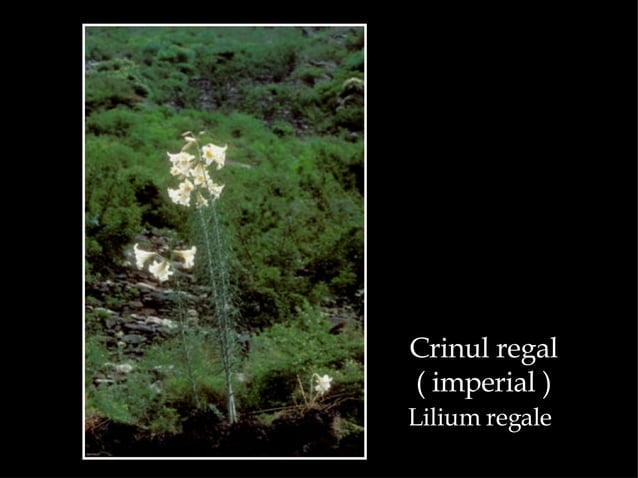Crinul , Legenda Si Simbol | PPT