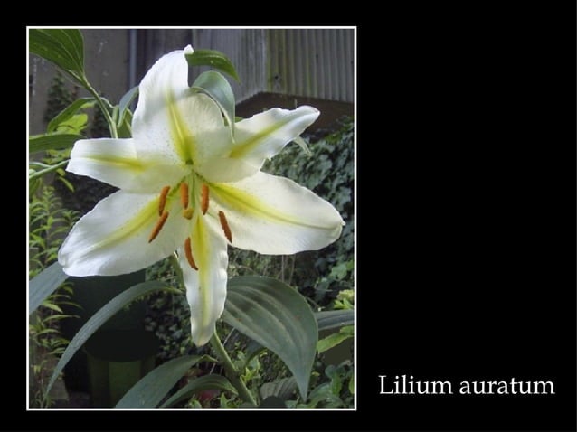 Crinul , Legenda Si Simbol | PPT