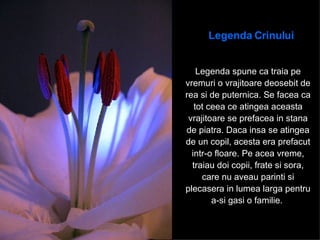Crinul , Legenda Si Simbol | PPS