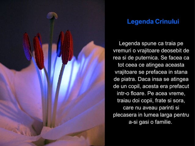 Crinul , Legenda Si Simbol | PPT