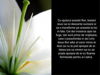 Crinul , Legenda Si Simbol | PPS