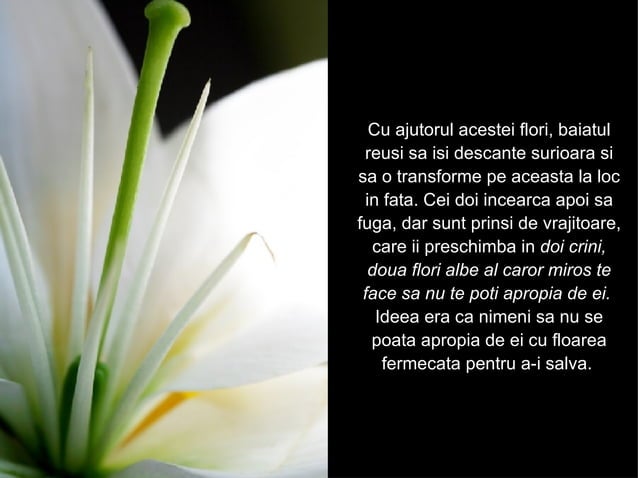 Crinul , Legenda Si Simbol | PPT