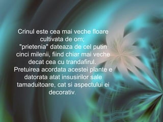 Crinul , Legenda Si Simbol | PPS