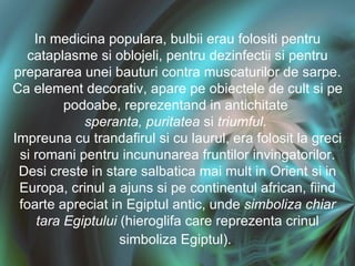 Crinul , Legenda Si Simbol | PPS