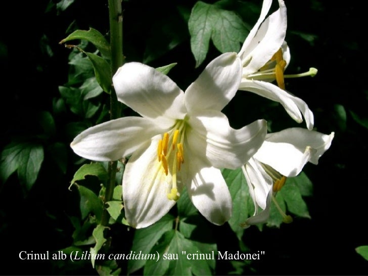 Crinul , Legenda Si Simbol