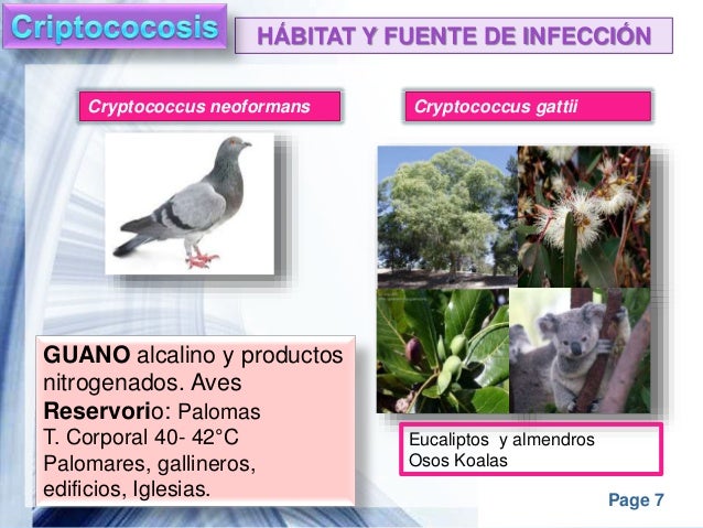 Criptococosis e Histoplasmosis.