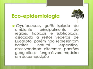 Criptococose pulmonar | PPTX