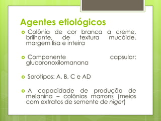 Criptococose pulmonar | PPTX