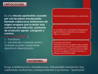 Criptococosis | PPTX