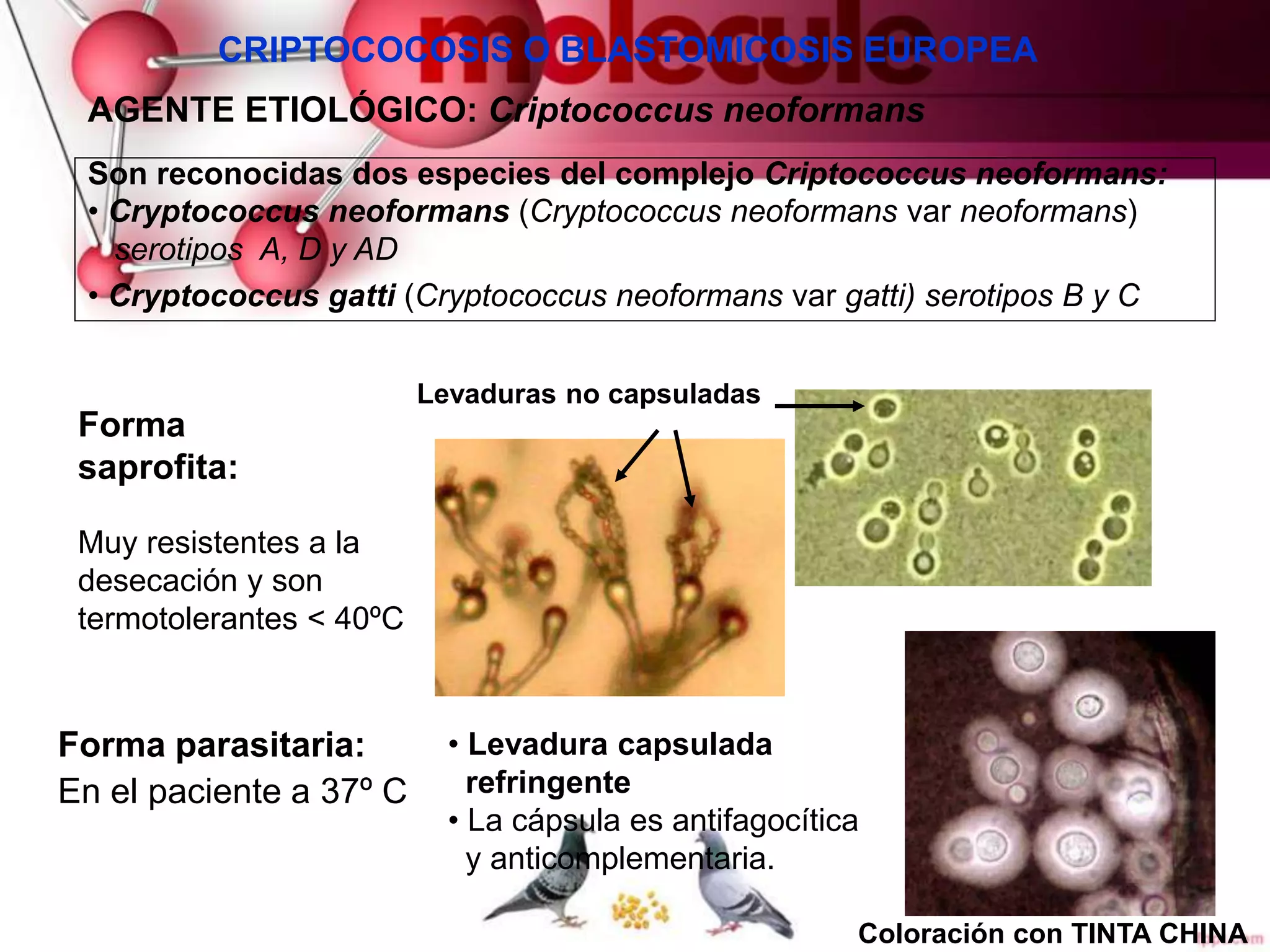 Criptococosis | PPT