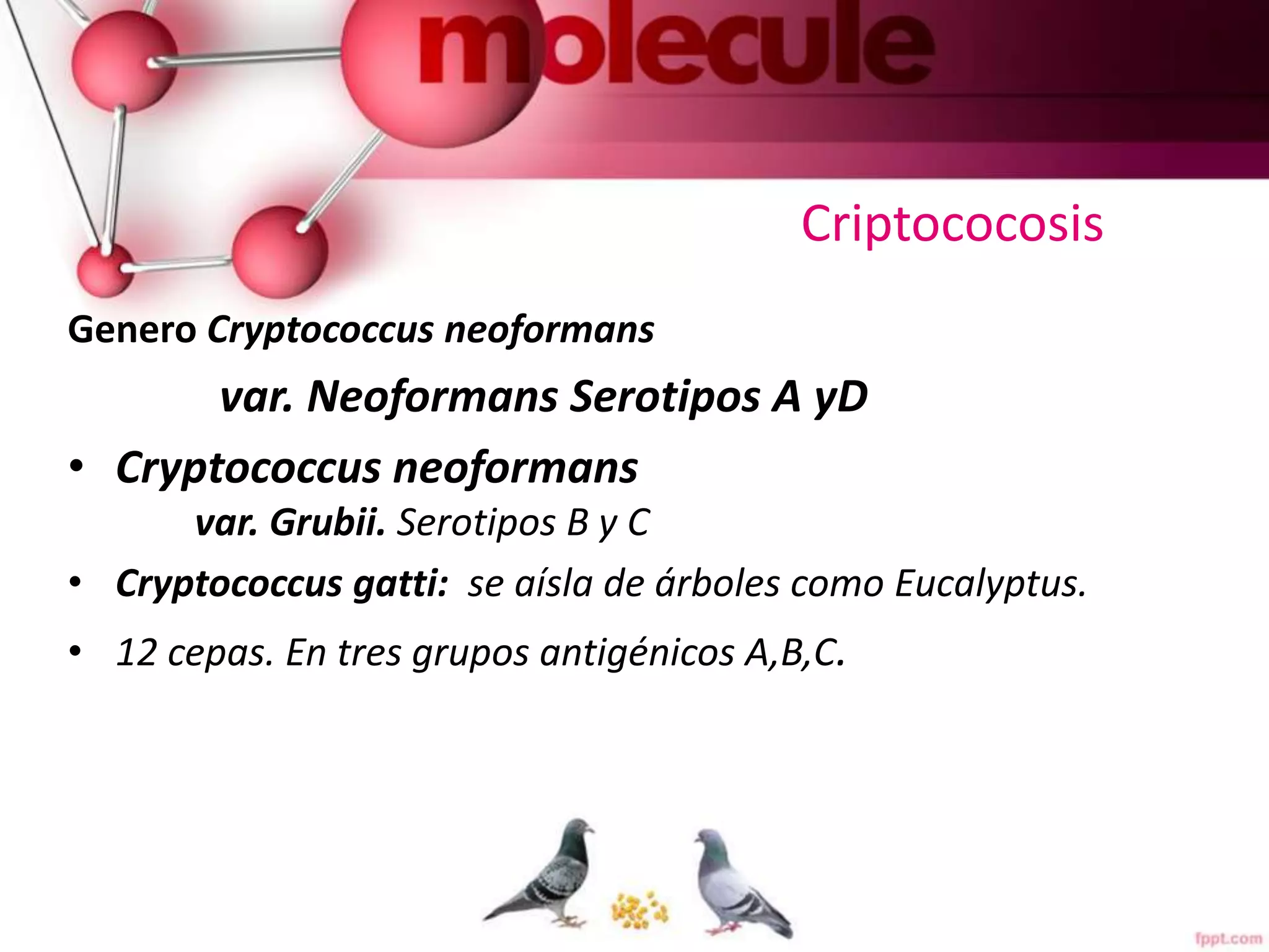 Criptococosis | PPT