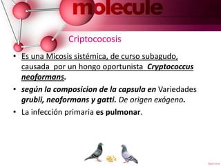 Criptococosis | PPT