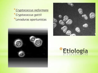 Criptococosis meníngea | PPTX