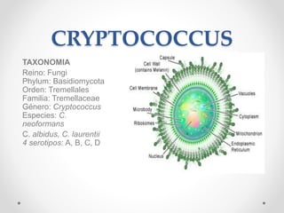 Cryptococcus | PPTX
