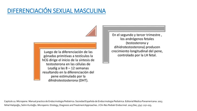 Criptorquidia y micropene | PPT