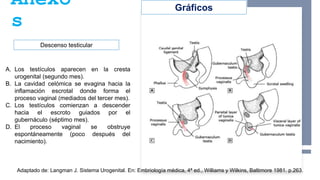 Criptorquidia en el paciente pediátrico. | PPTX