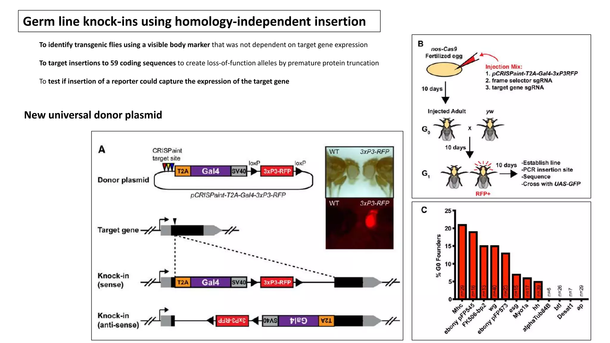 Homology independent insertion (CRISPaint) | PPTX