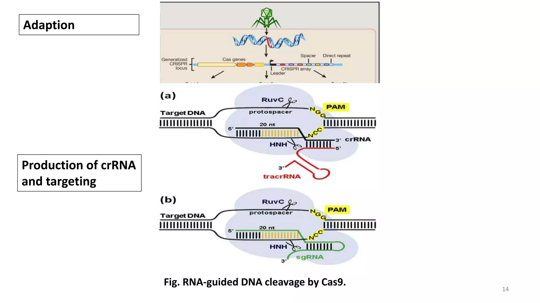 Crisper Cas system | PPTX