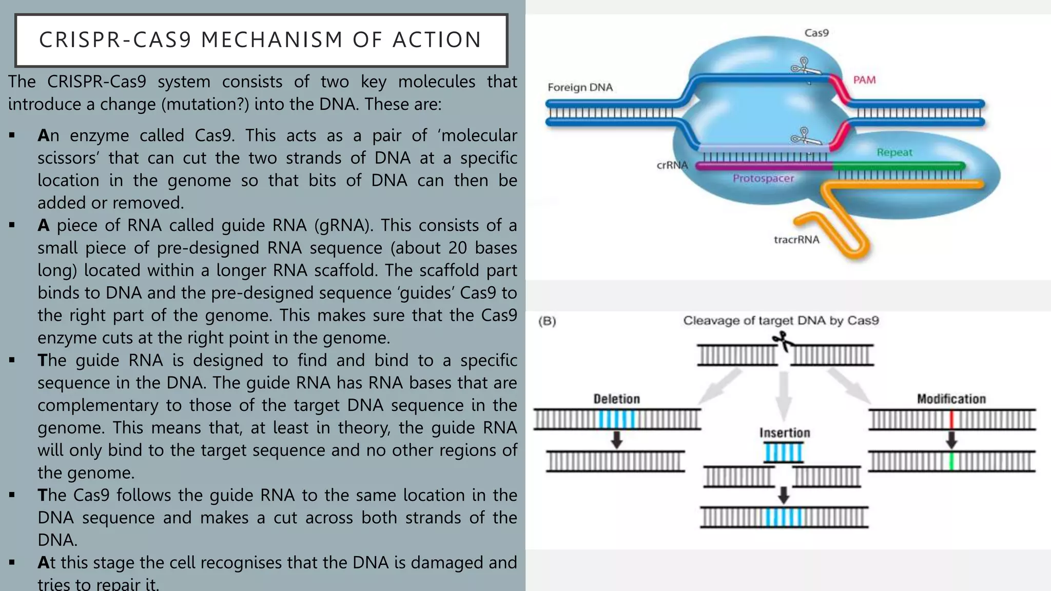 genome editing technique CRISPR-Cas9 - Copy.pptx