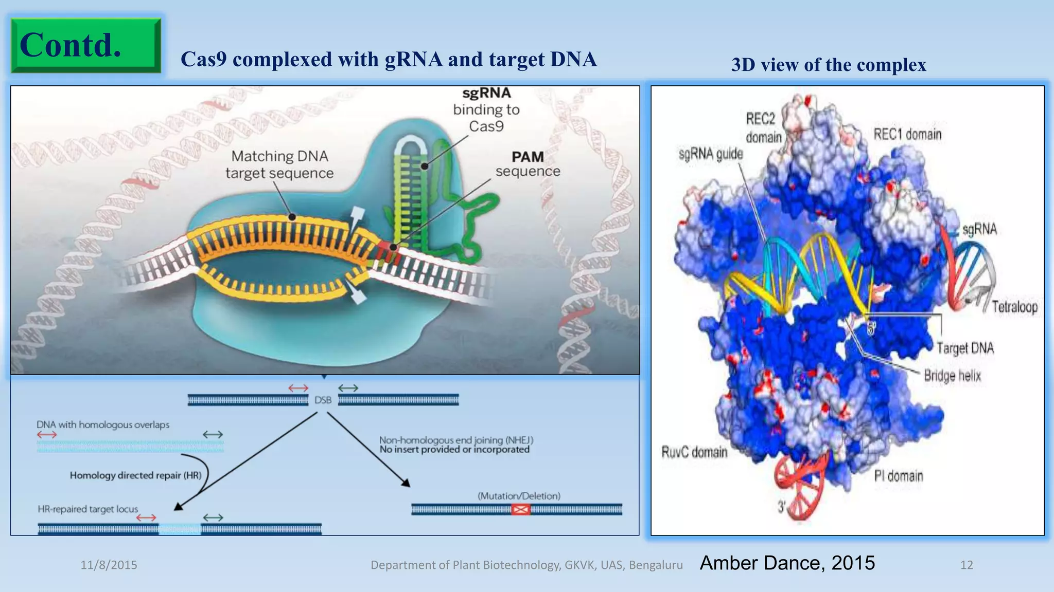 Crispr | PPTX