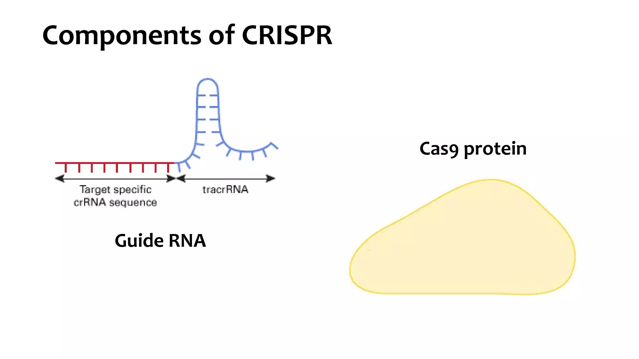 Crispr | PPT